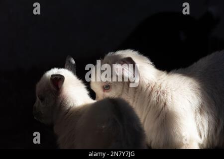 Lazy Baby Goat Surrounded by Playful Siblings, Adorable baby Goats ...