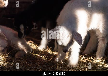 Lazy Baby Goat Surrounded by Playful Siblings, Adorable baby Goats ...