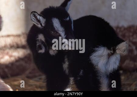 Lazy Baby Goat Surrounded by Playful Siblings, Adorable baby Goats ...