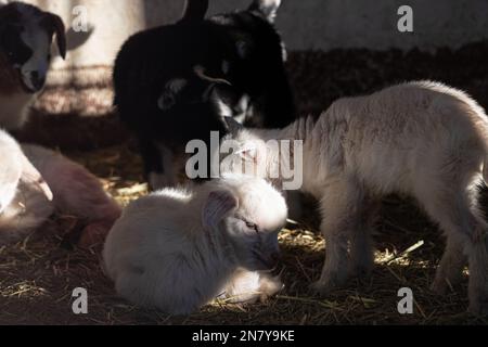 Lazy Baby Goat Surrounded by Playful Siblings, Adorable baby Goats ...