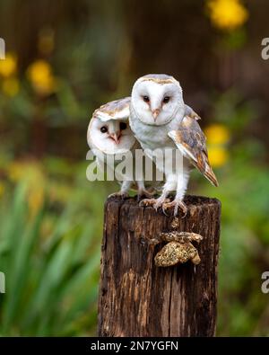 A vertical shot of two owls looking at the camera from a tree hollow ...