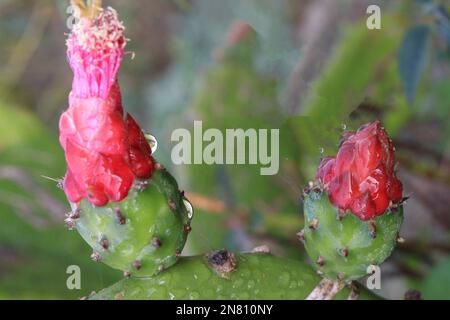 pink colored barbary fig flower on farm for harvest Stock Photo - Alamy