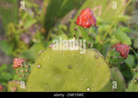pink colored barbary fig flower on farm for harvest Stock Photo - Alamy