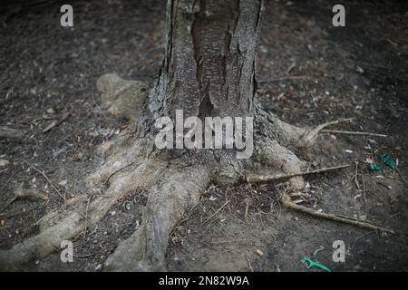 Tree bark and root texture and moss Stock Photo - Alamy