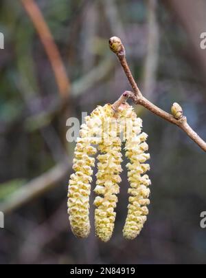 Three catkins growing on a Hazel tree, (Corylus avellana Stock Photo ...