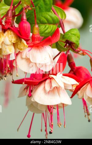 Fuchsia Sir Matt Busby, Fuchsia hybrida Stock Photo - Alamy