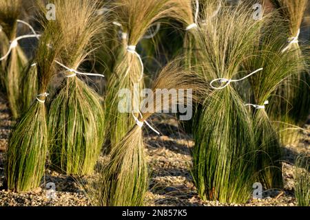 Tied-up Grasses protect plants from the coming winter Stipa tenuissima ...