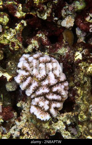 View of corals in the Seychelles reef Stock Photo - Alamy