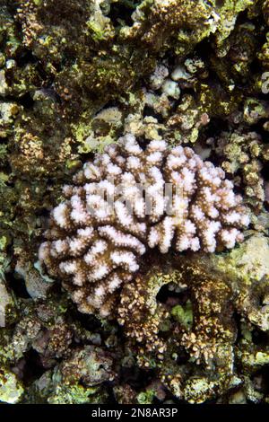 View of corals in the Seychelles reef Stock Photo - Alamy