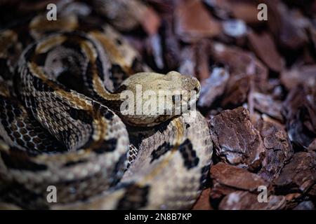 Timber Rattlesnake (Crotalus horridus), skin detail Stock Photo - Alamy