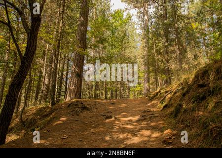 Hiking trail in the Sila park, Calabria Stock Photo - Alamy