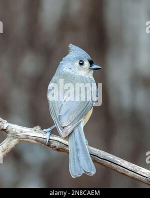 A selective shot of a Tufted Titmouse (Baeolophus bicolor) on a tree ...