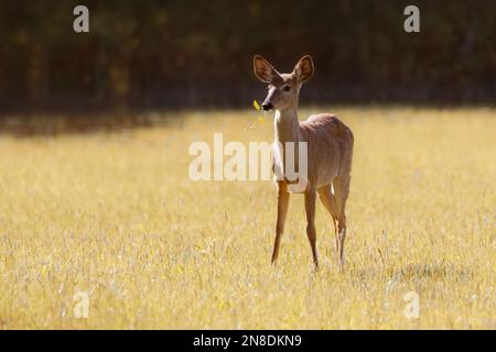 Early morning deer feeding Stock Photo - Alamy