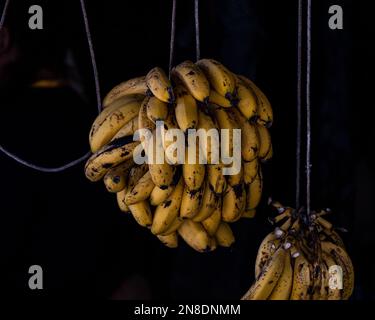 Bananas, hanging on the black rope against the background of nature ...