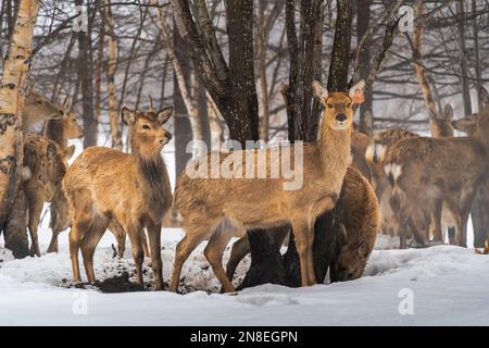 A herd of spotted reindeer in their natural habitat walks through the ...