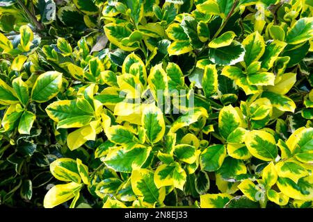 Altaclara Holly, Ilex altaclarensis "Golden "King", Ilex, Variegated ...