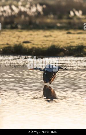 Grey Heron flying over the marshland. Green foliage in the background ...