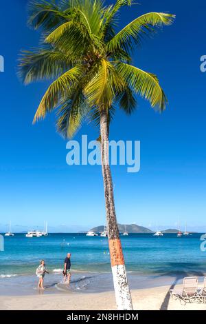 Palm tree on beach, Cane Garden Bay, Tortola, The British Virgin ...