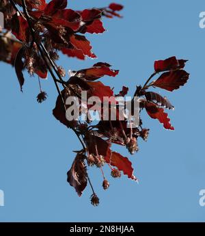 Copper Beech Leaves and Flowers Stock Photo - Alamy