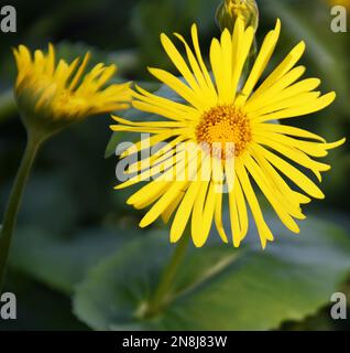 Yellow Doronicum flower, its stem, leaves and root system on a white ...