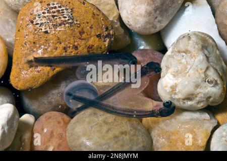 Eastern Brook Trout Sac-Fry & Eyed-Out egg in nest, or Redd Stock Photo ...