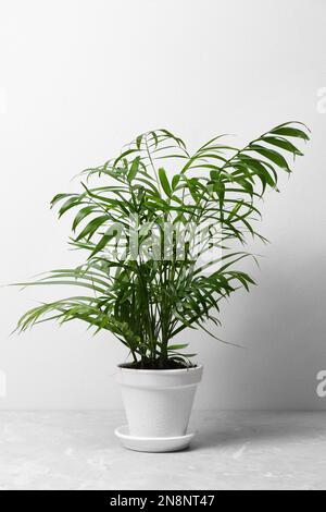 Beautiful Ravenea rivularis plant in pot on grey marble table, space ...