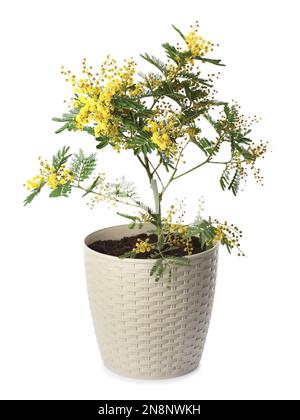 Beautiful mimosa plant in pot on white background Stock Photo - Alamy