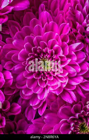 Pink Chrysanthemum pompon flower Stock Photo - Alamy