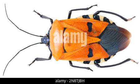 Man-Faced Stink Bug (Catacanthus incarnatus Stock Photo - Alamy