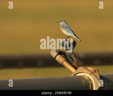 Mountain Bluebird bird at Vancouver BC Canada Stock Photo - Alamy