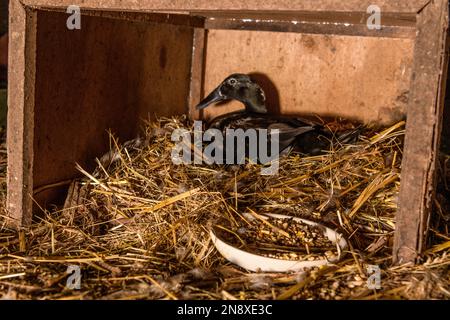Black Indian Runner duck sitting on her eggs Stock Photo - Alamy