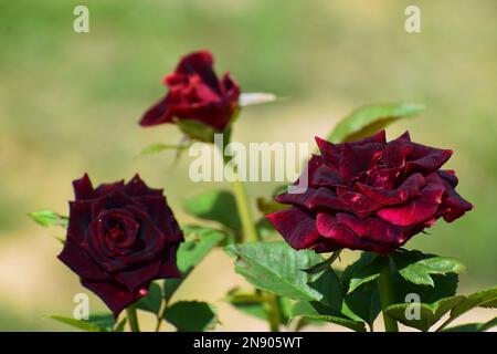maroon color rose flowers Stock Photo - Alamy
