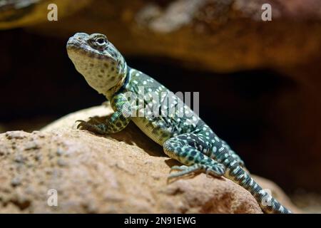 Collared Lizard (Crotaphytus collaris) female basking in the sun, Konza ...