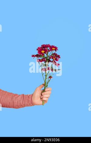 Purple or burgundy chrysanthemum in a male hand on a white background ...