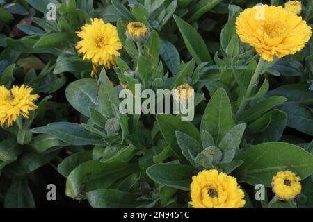 yellow colored pot marigold flower farm for harvest are cash crops ...