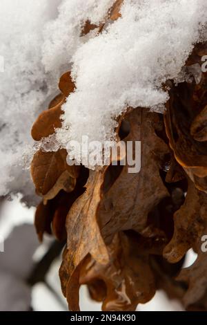 First early snow in autumn. Tree branches with multi-colored leaves ...
