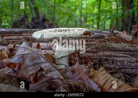 Fruits of the forest yellow button mushroom Stock Photo - Alamy