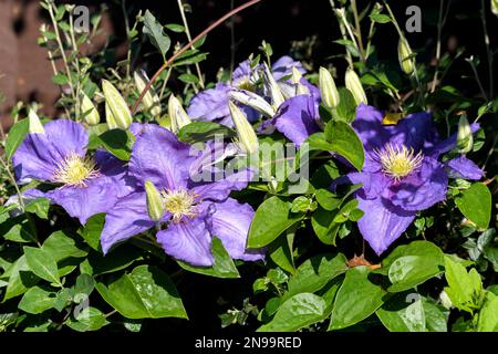 Clematis flower after the rain with water droplets on the flower petals ...