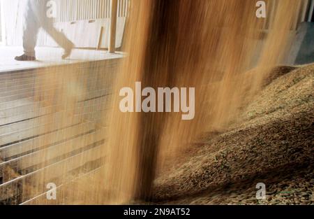 Unloading grain truck at elevator on elevating hydraulic platform ...