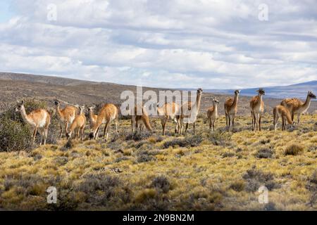 Herd of Guanacos in the Parque Patagonia in Argentina, South America ...