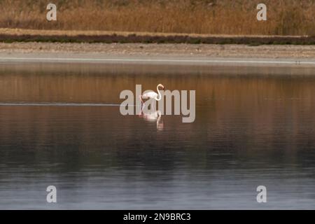 A flamingo captured on a salty lagoon in a quiet natural environment ...