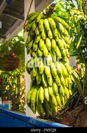Raw Yellow Organic Bananas in a Bunch Stock Photo - Alamy