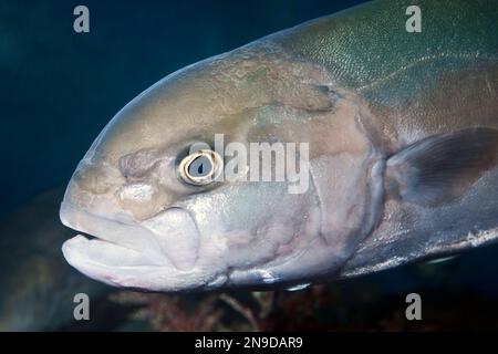Bluefish (Pomatomus saltatrix Stock Photo - Alamy