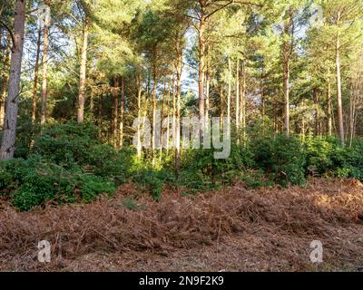 Winter colours in Wheldrake Woods, North Yorkshire, England Stock Photo ...