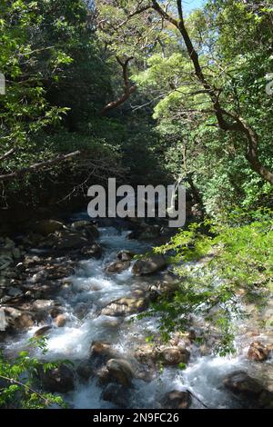 Mountain stream in Ricon National rainforest in Guanacaste, Costa Rica ...