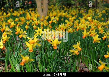 Pretty Narcissus daffodils ÔJetfireÕ in flower Stock Photo - Alamy