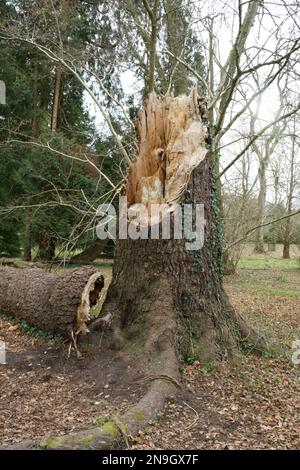 Storm damage to a tree at national trust garden Kingston Lacy Dorset ...
