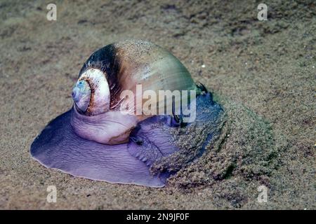 Northern Moonsnail (Euspira heros Stock Photo - Alamy