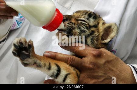 Two months old tiger cub standing against white background Stock Photo ...