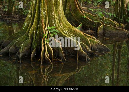 Roots of a Bloodwood tree; San Pedrillo, Costa Rica Stock Photo - Alamy